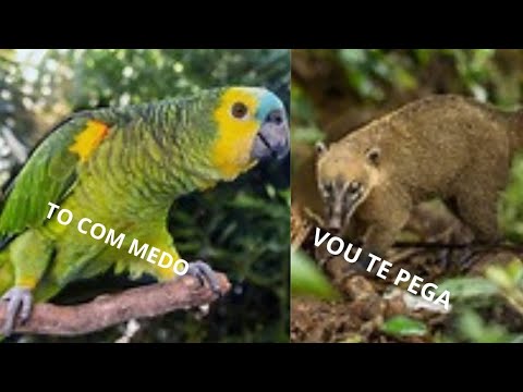 O Quati Que Mudou Tudo: A Triste História do Senhor e Seu Papagaio ...