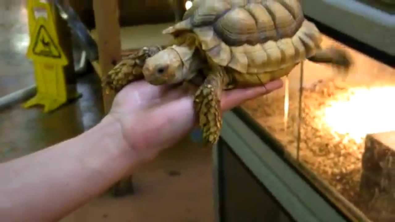 Hypo Chaco Tortoise Geochelone chilensis - YouTube