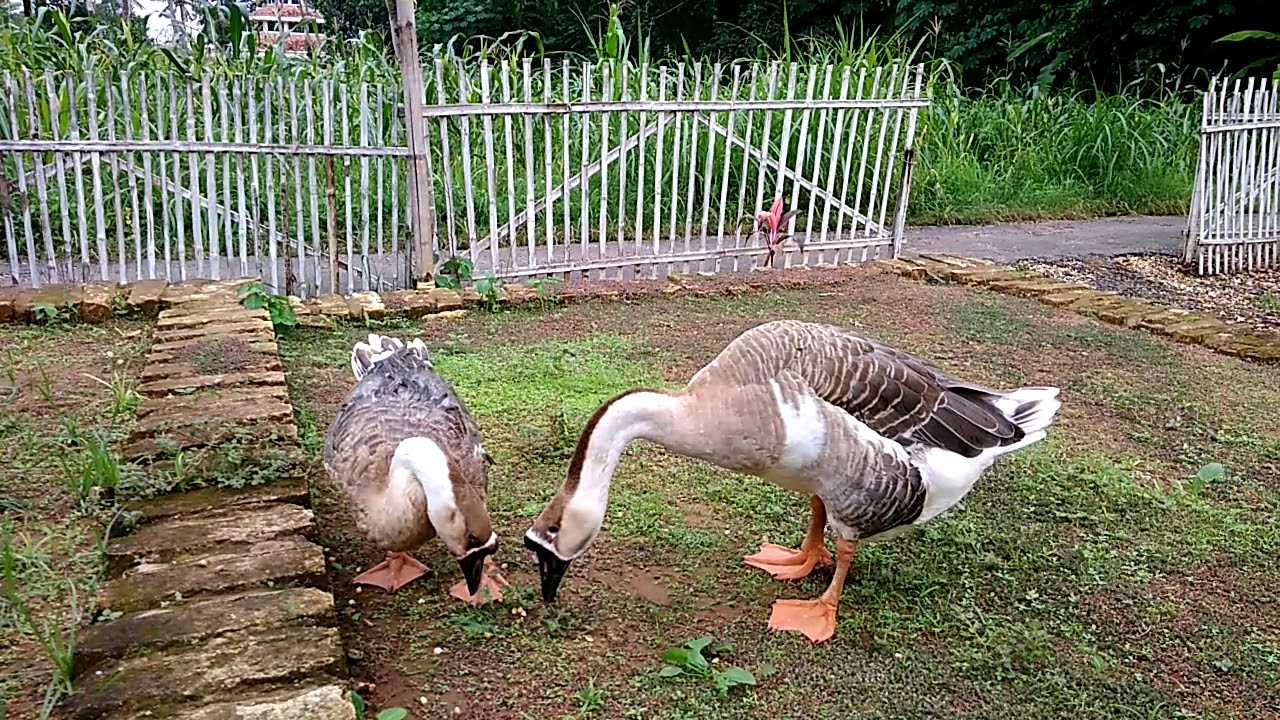 Sowang berpasangan - YouTube