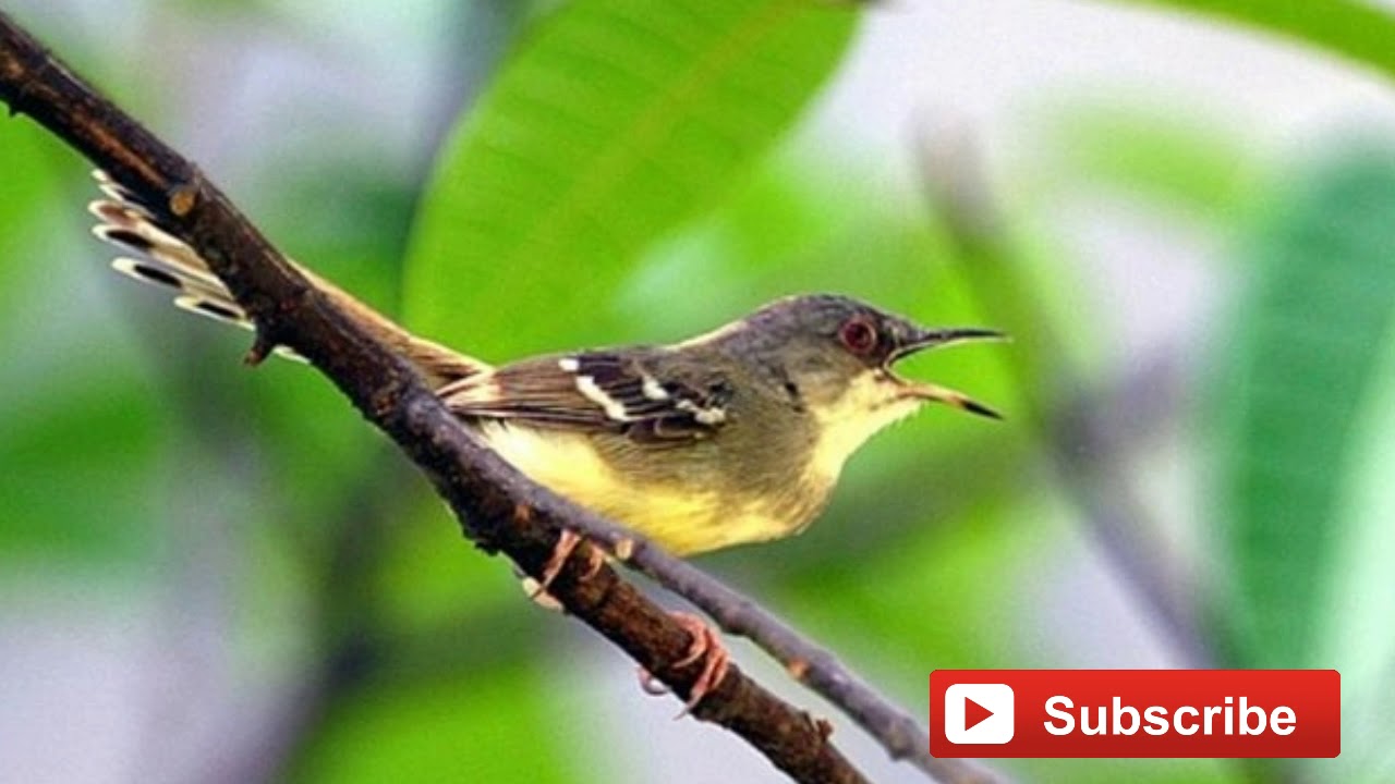 suara burung ciblek full isian | masteran - YouTube