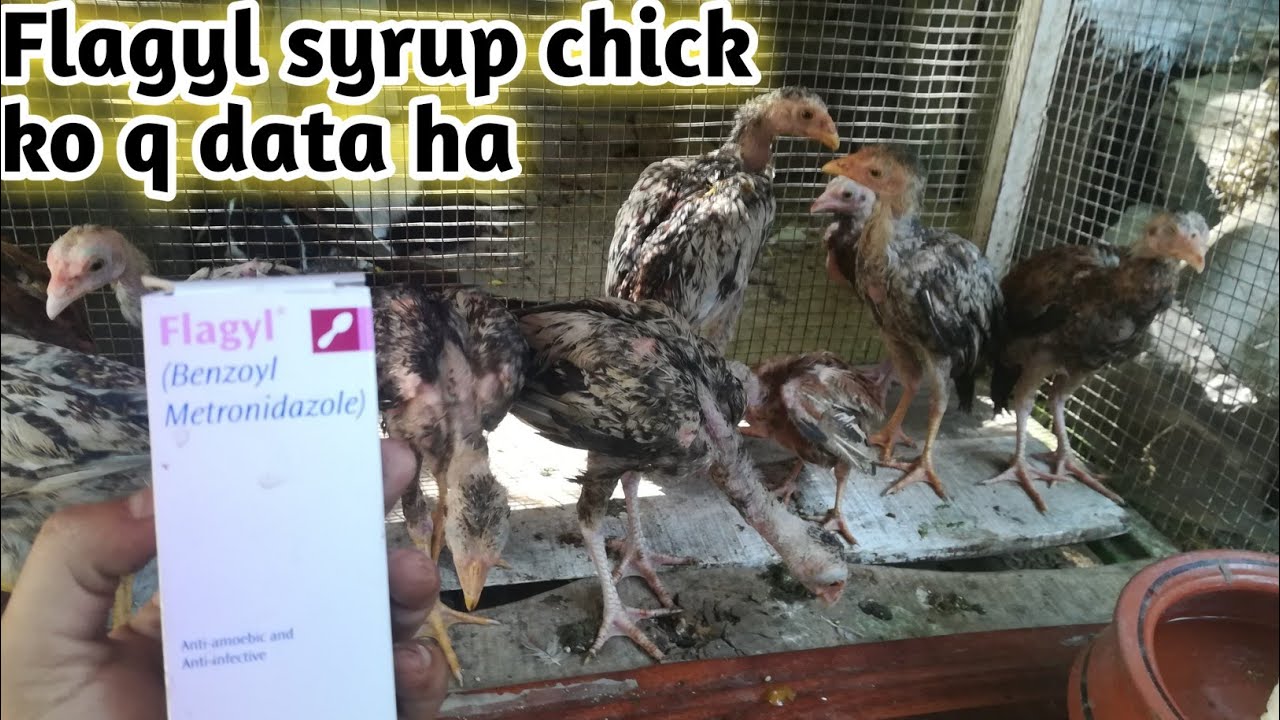 Flagyl syrup chick ko q data ha /#poultryfarming /#aseelfarming # ...