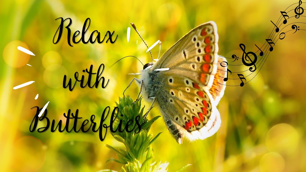 Wonderful flowers with Butterflys, relax with lovely calm nature ...