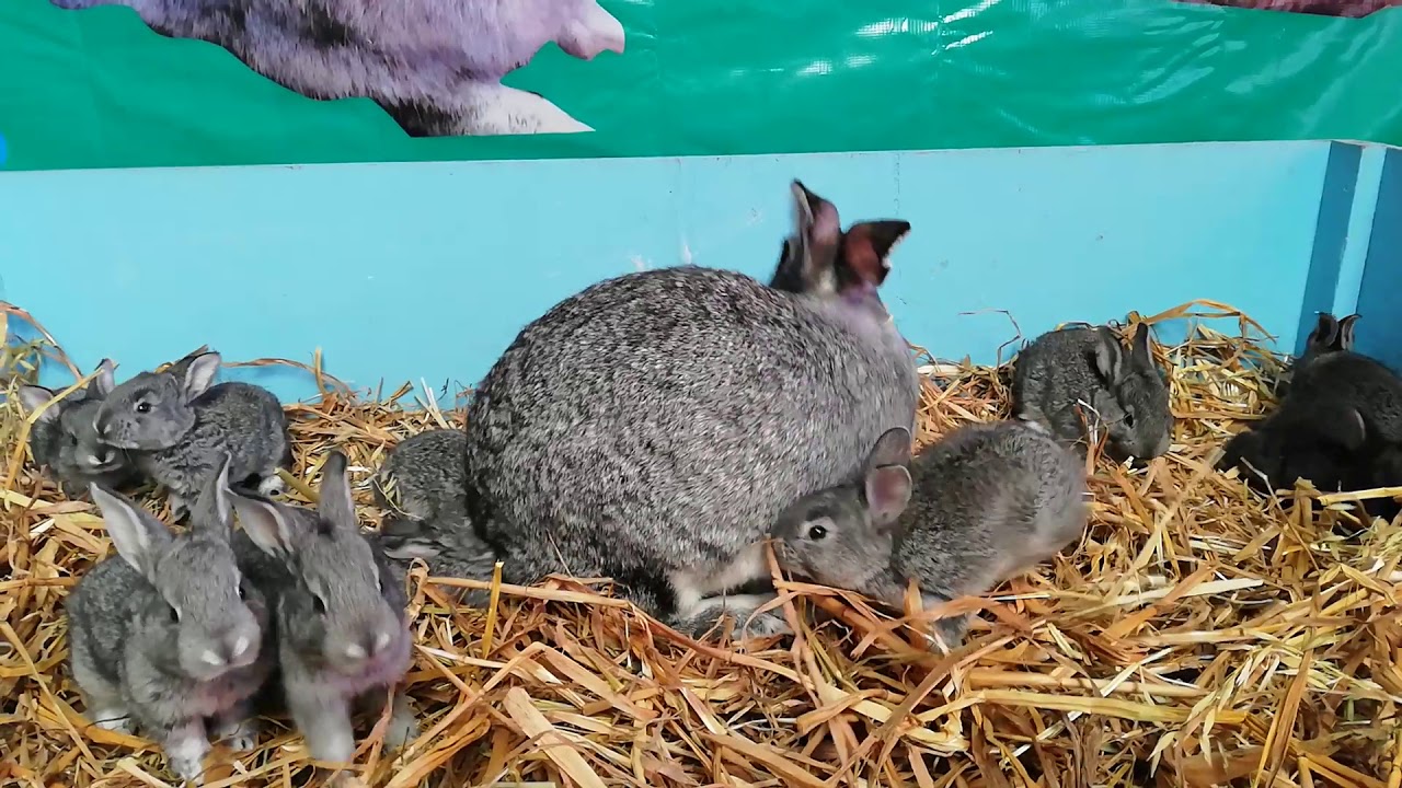 Gazapos de la raza CHINCHILLA - YouTube