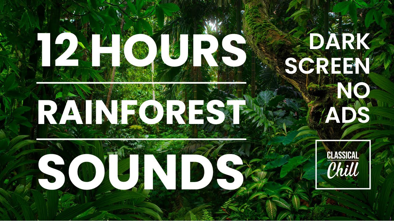 12 Hours Rainforest Noises - Sounds For Sleeping, Relaxing & Meditation ...