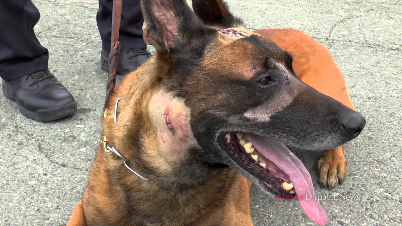 Anchorage K-9 attack - YouTube
