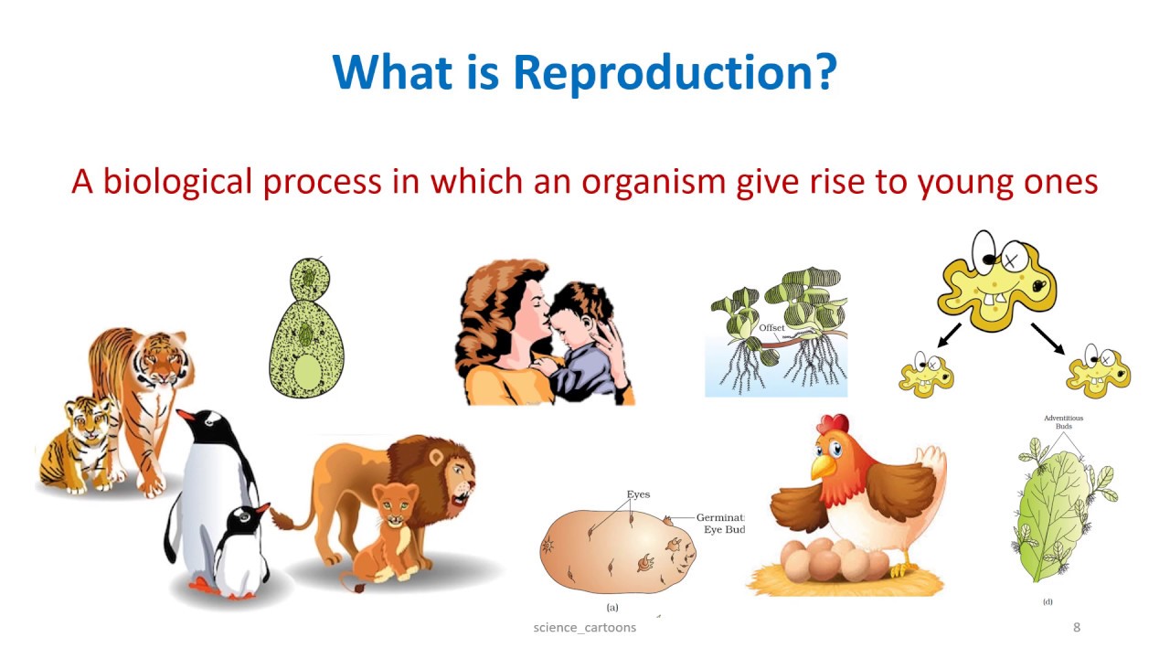 NCERT BIOLOGY- PLUS TWO- CHAPTER 1- REPRODUCTION IN ORGANISMS | Part 1 ...