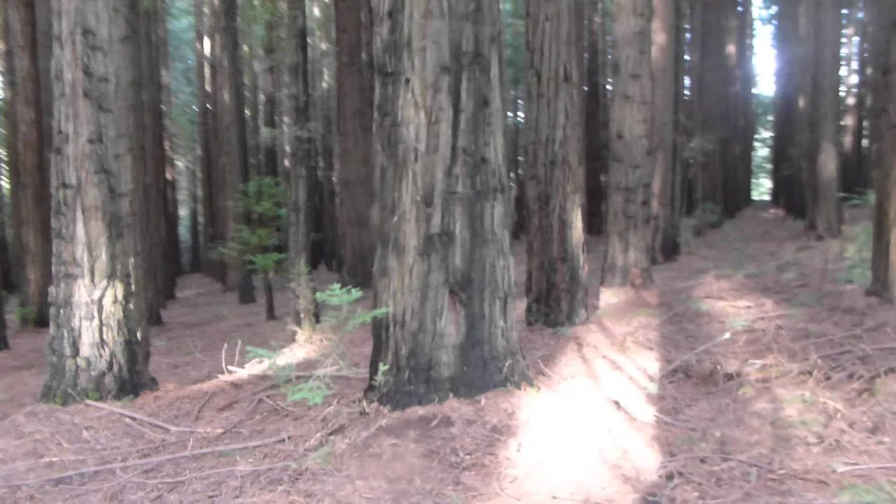 Redwood Forest near Warburton, Victoria, Australia - YouTube