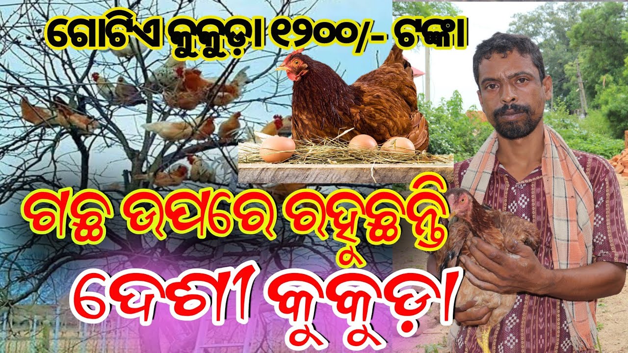 ଗଛ ଉପରେ ରହୁଛନ୍ତି କୁକୁଡ଼ା//Bargarh Desi kukuda farm 02//westarn odisha ...