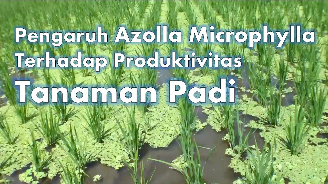 Azolla Microphylla Sebagai Pupuk Organik Padi | Revolusi Padi Organik ...