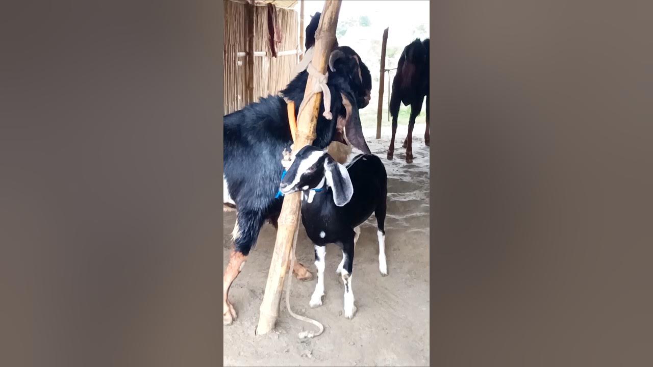 The goats are enjoying the best day of the year #shorts #short #shorts ...