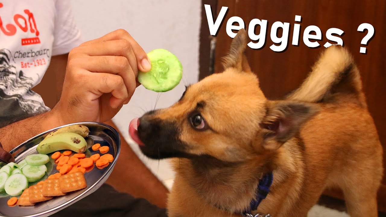 REACTION : Puppy trying vegetables for first time | Dog Reviews Food ...