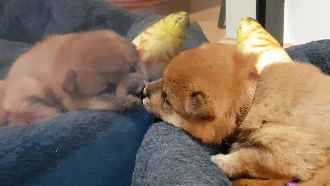 Potat sees his own reflection for the first time / Shiba Inu puppies ...