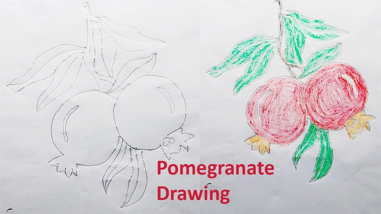How to draw pomegranate, Anar drawing, Dalim drawing - YouTube