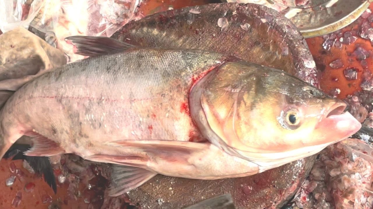 Amazing Fish Cutting Skills By Expert Fish Cutter | Fish Cut How - YouTube