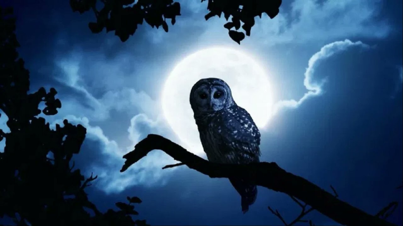 suara burung hantu seram mp3 - YouTube