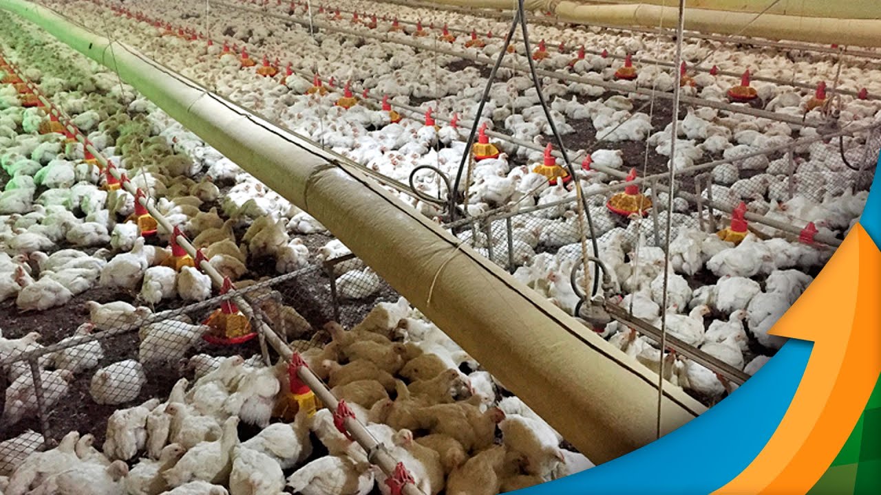 Mercado de exportação de frango halal brasileiro deve crescer em 2021 ...