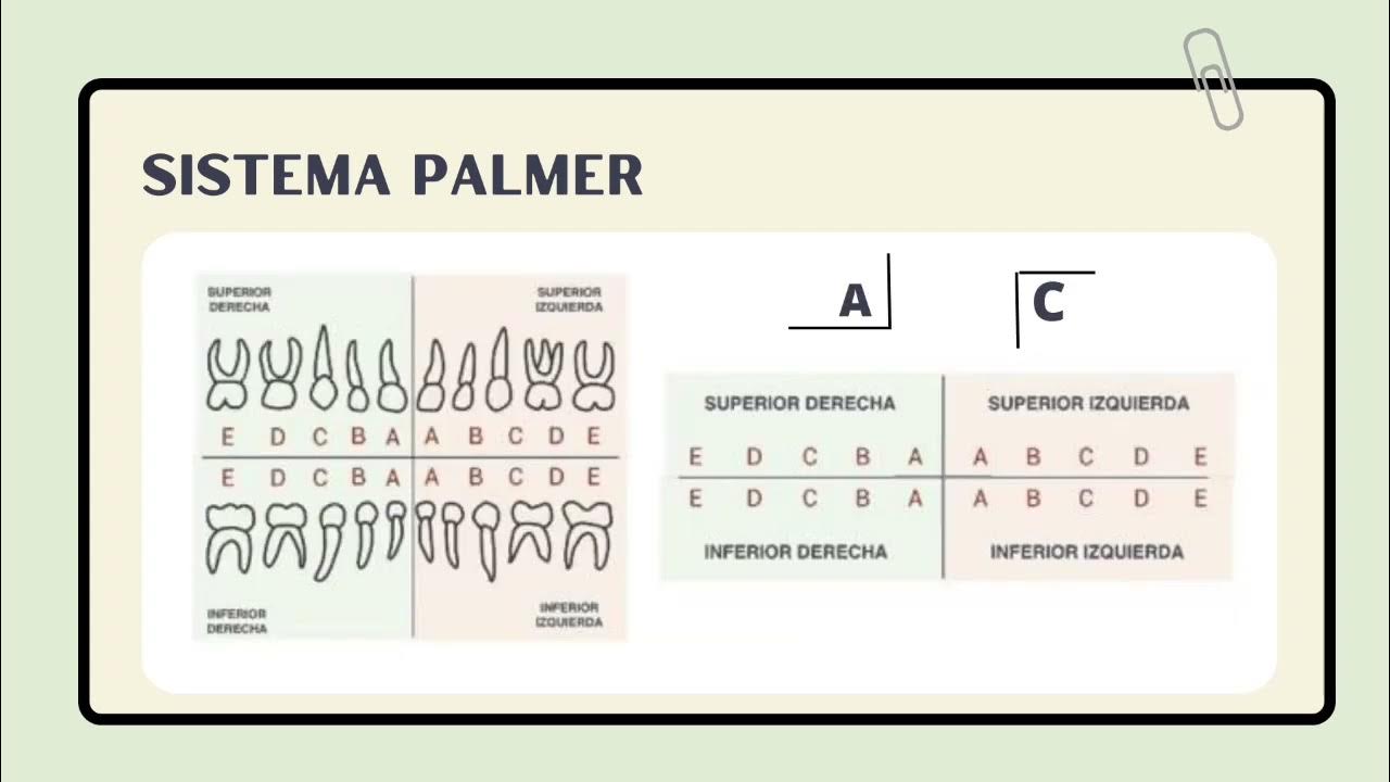 Nomenclatura Dental. Sistema ADA, PALMER Y FDI - YouTube