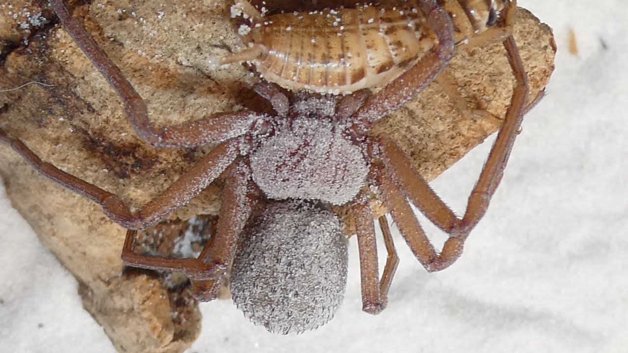 @Philip fish 50 all my {9baby} #sixeyedsandspider )in one video ! - YouTube