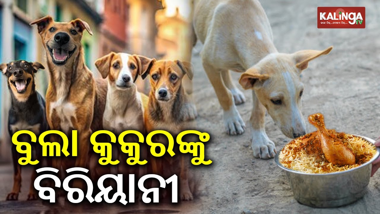 Bengaluru’s ‘Biryani for Stray Dogs’ Scheme Sparks Political Firestorm ...