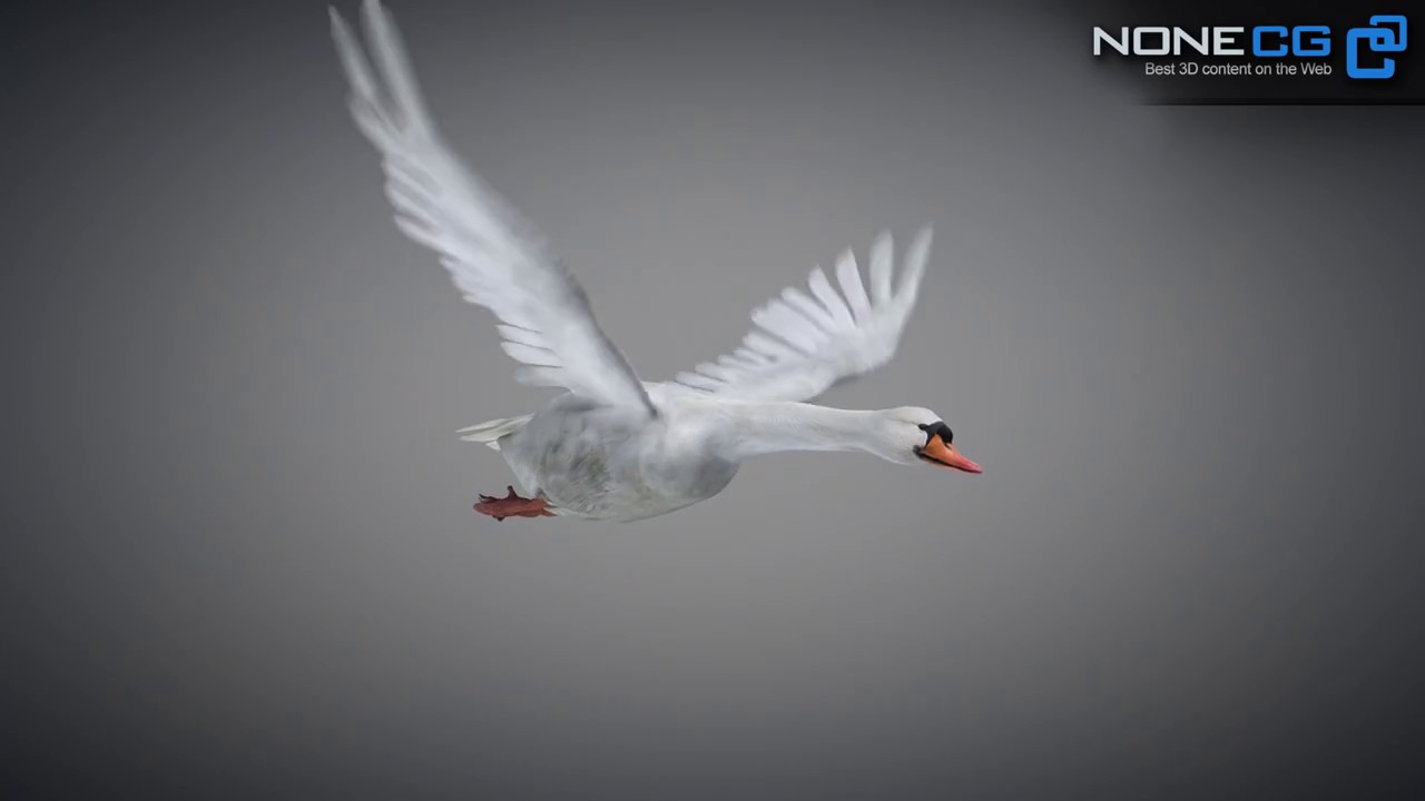 3D Swan Animated - YouTube