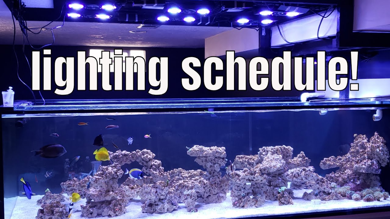 LIGHT SETTING FOR MY MARINE AQUARIUM - YouTube