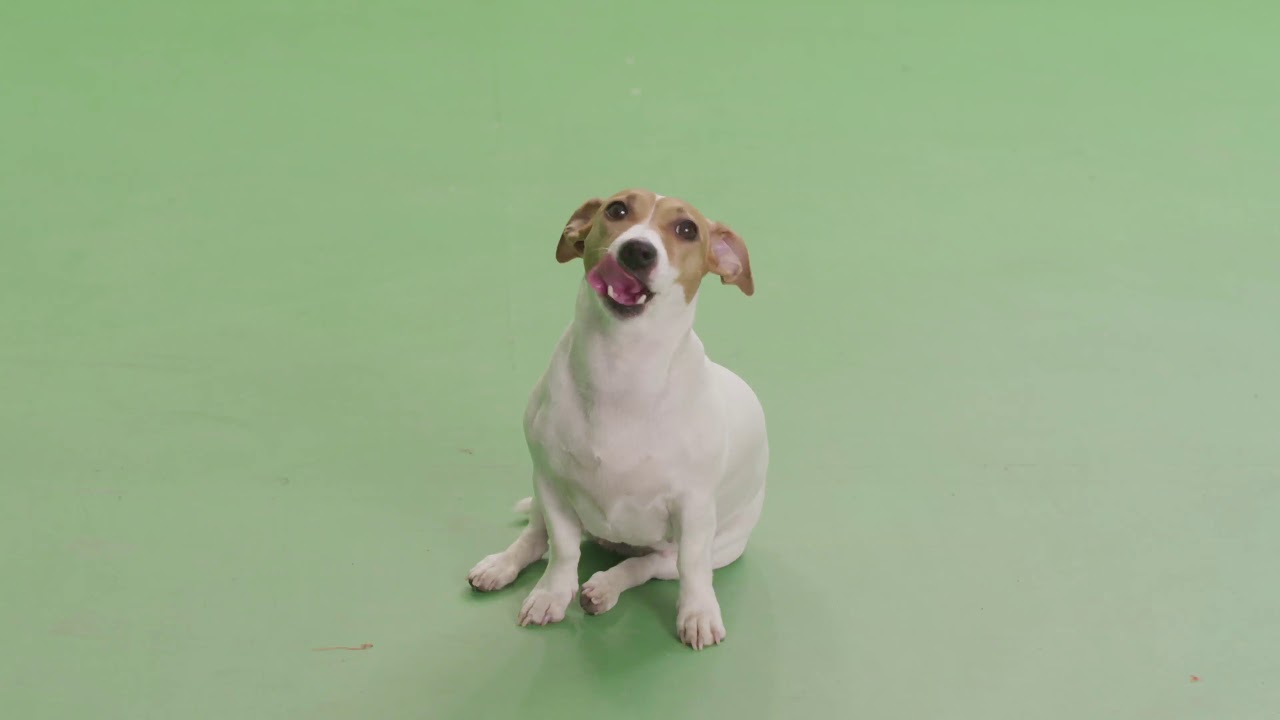 (Free video) Cute dog Green screen 4K chromakey - YouTube