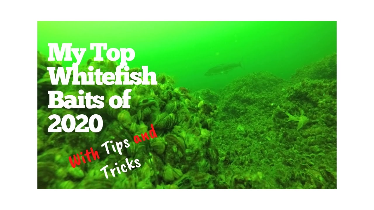 My Top Whitefish Baits of 2020 plus Tips and Tricks for catching more ...