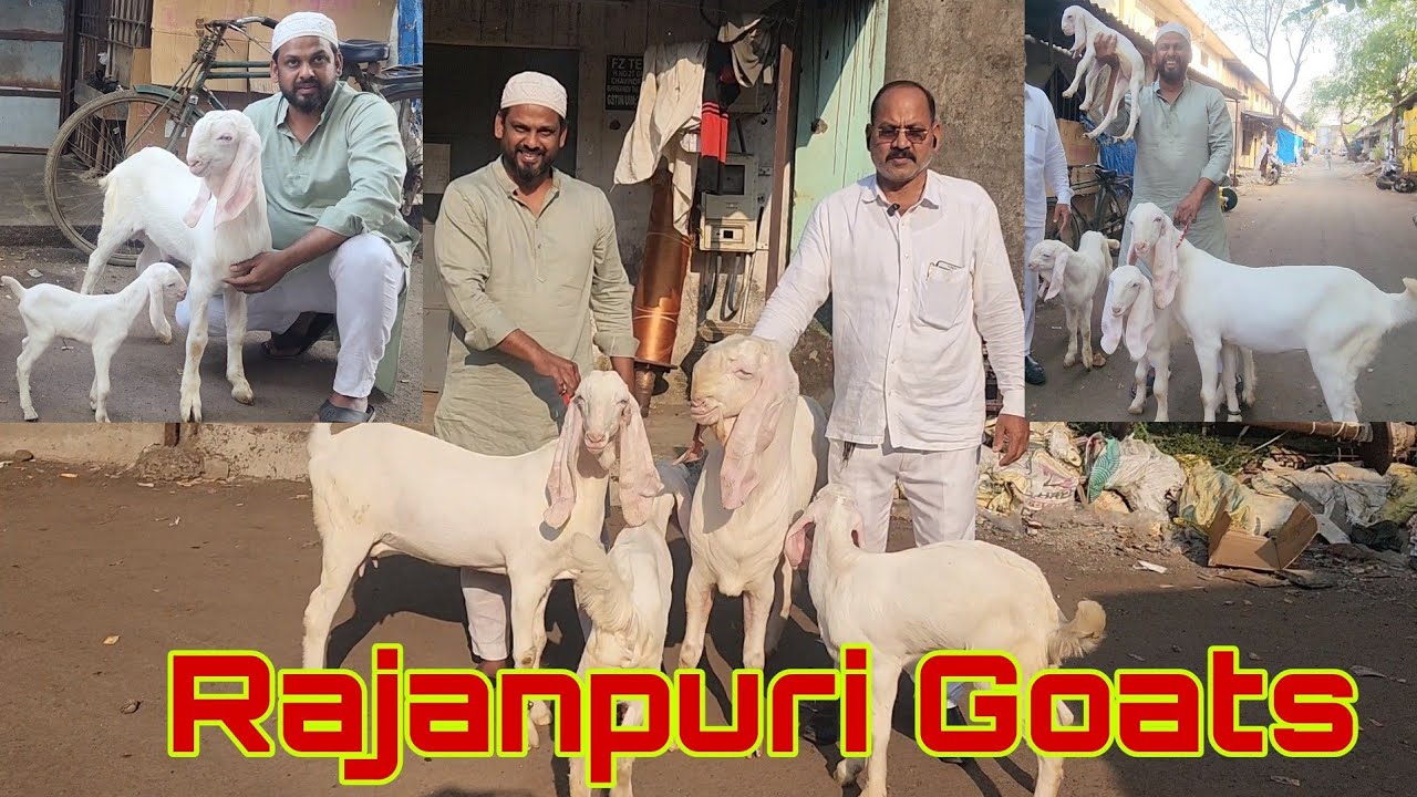 Rajanpuri Breeding Setup Results | Shanu Bhai & Sadik Seth Bhiwandi ...