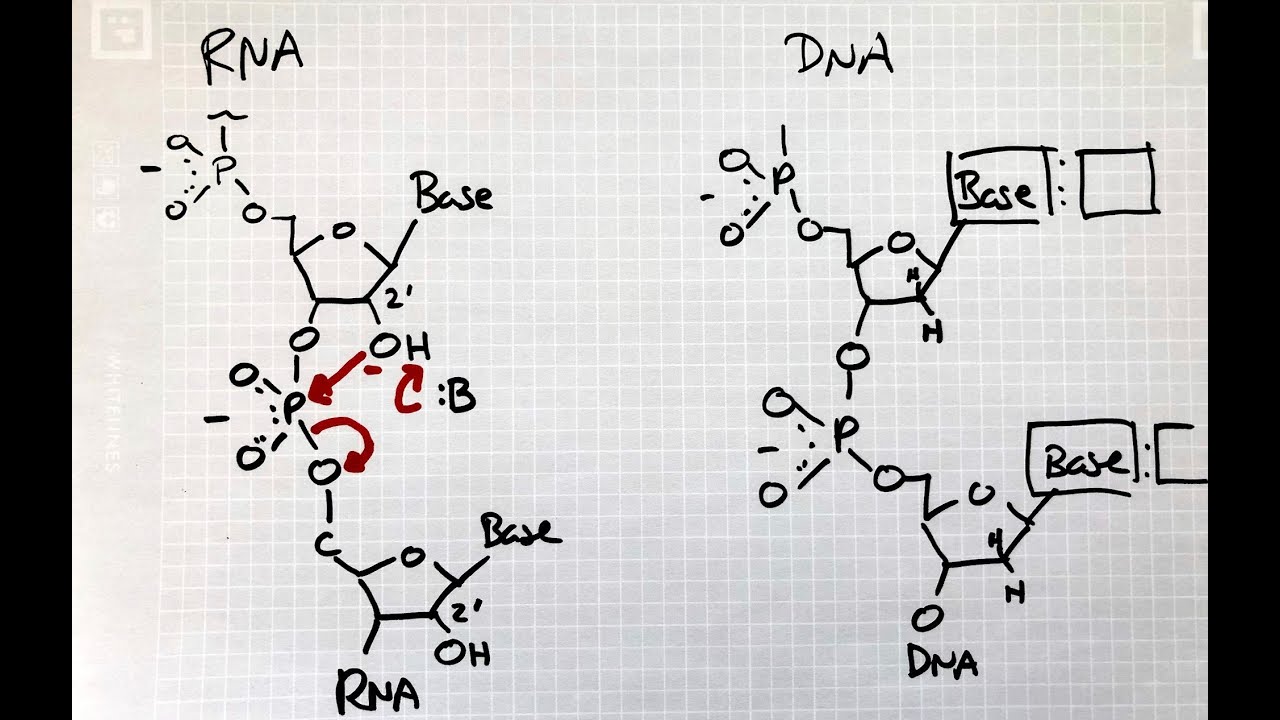 Exam 4.5 RNA chemical structure - YouTube