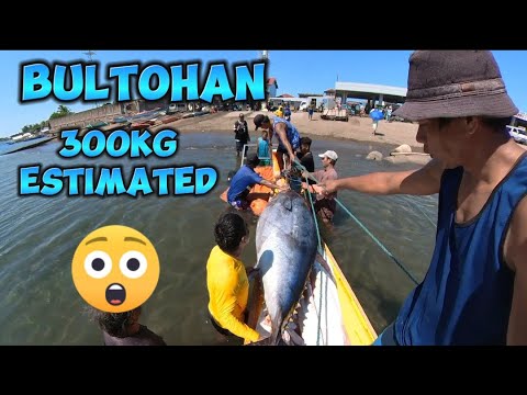 300Kg Estimated | Big Tuna | Pacific Blue Fin Tuna - YouTube
