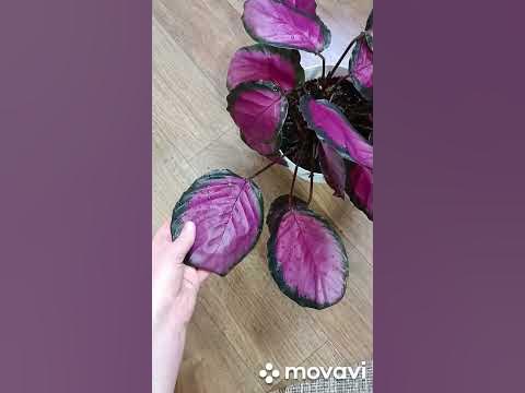 Калатея розеопикта рози/Calathea Roseopicta Rosey - YouTube