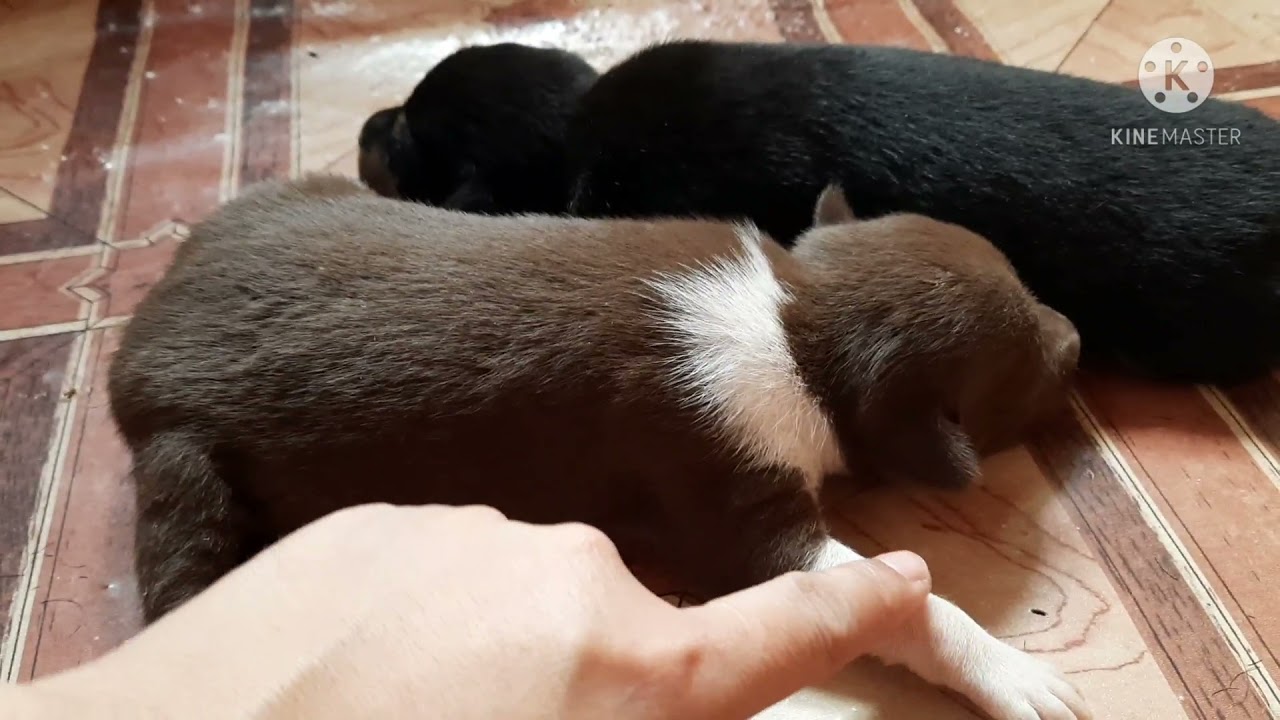 Success yung breeding||Askal at Labrador||Super cute - YouTube