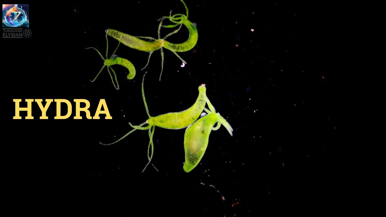 Unraveling the Mystery: The Fascinating World of Hydra - YouTube