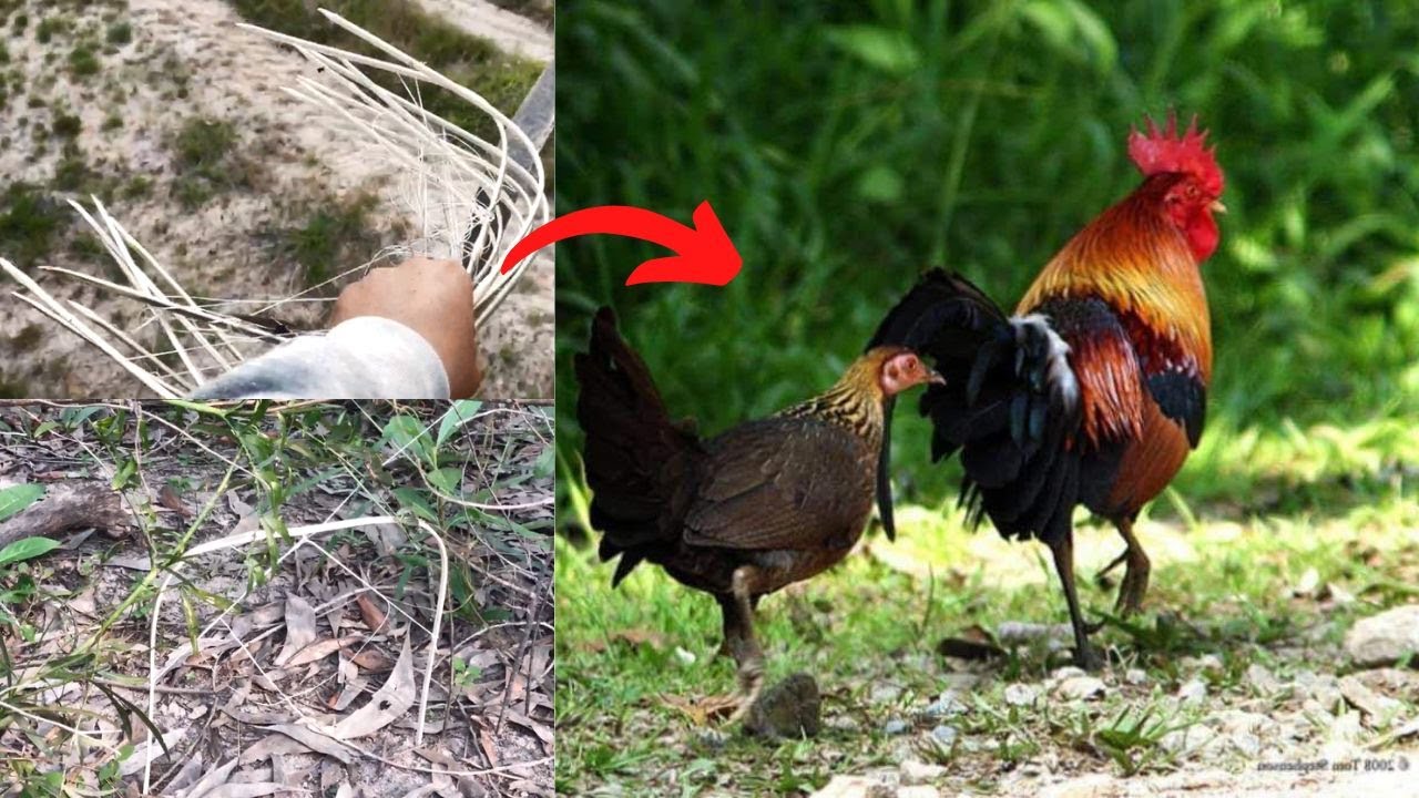 Vlog find forest chicken near my small village - YouTube