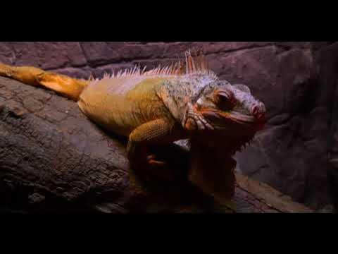 Liguan IGUANA Iguanodonte - YouTube