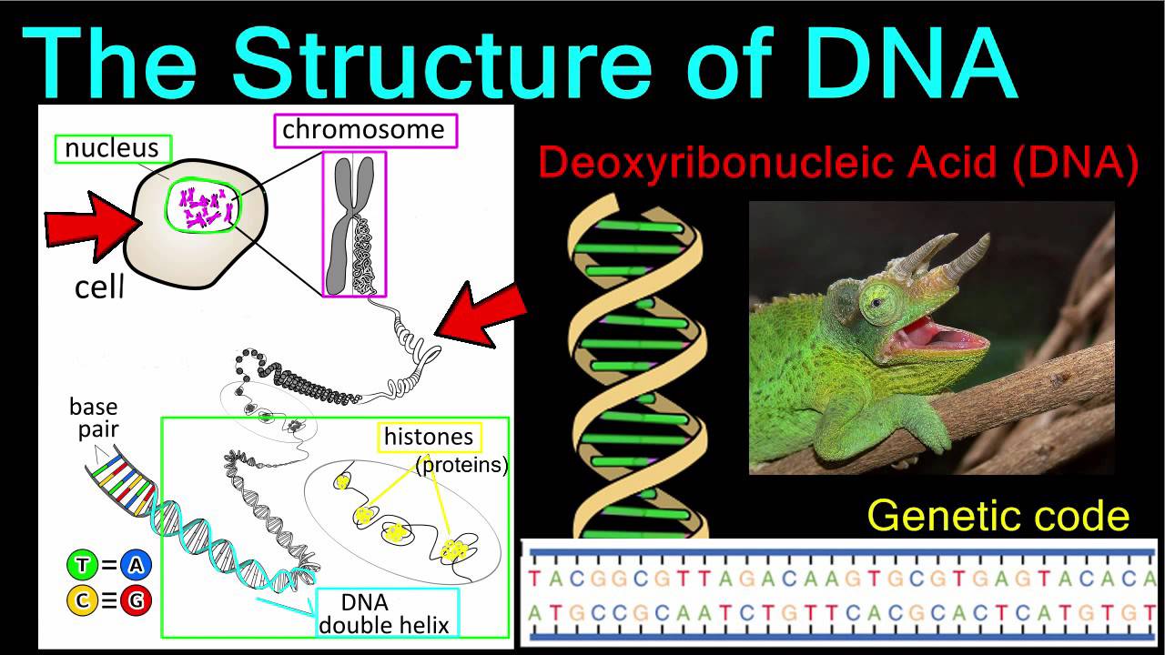 Components of DNA – The Stuff We Are Made Of - YouTube