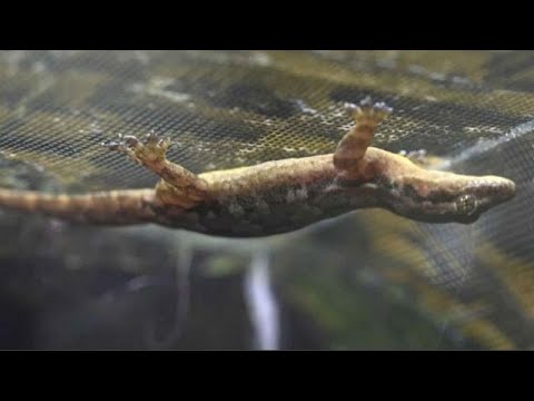 Scientists discover how geckos can run on water - YouTube