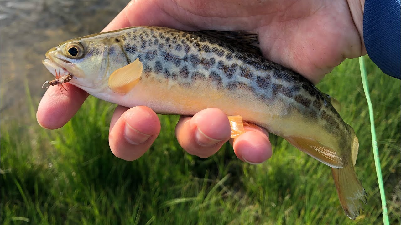 Tropic Reservoir Utah Fly Fishing | Tiger, Brown, Rainbow (Bryce Canyon ...