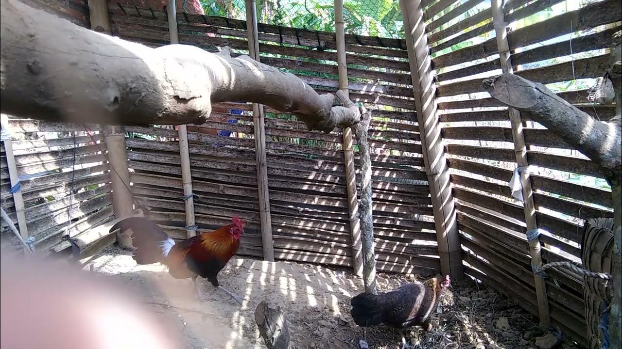 Tus lau qaib qus 100% seej thiab khav heev lawm nawb_ Gà rừng rạc 100%. 2023 - YouTube