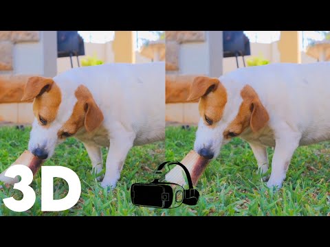 3D SBS Animals | Wildlife and Pets | VR Side by Side (Virtual reality)