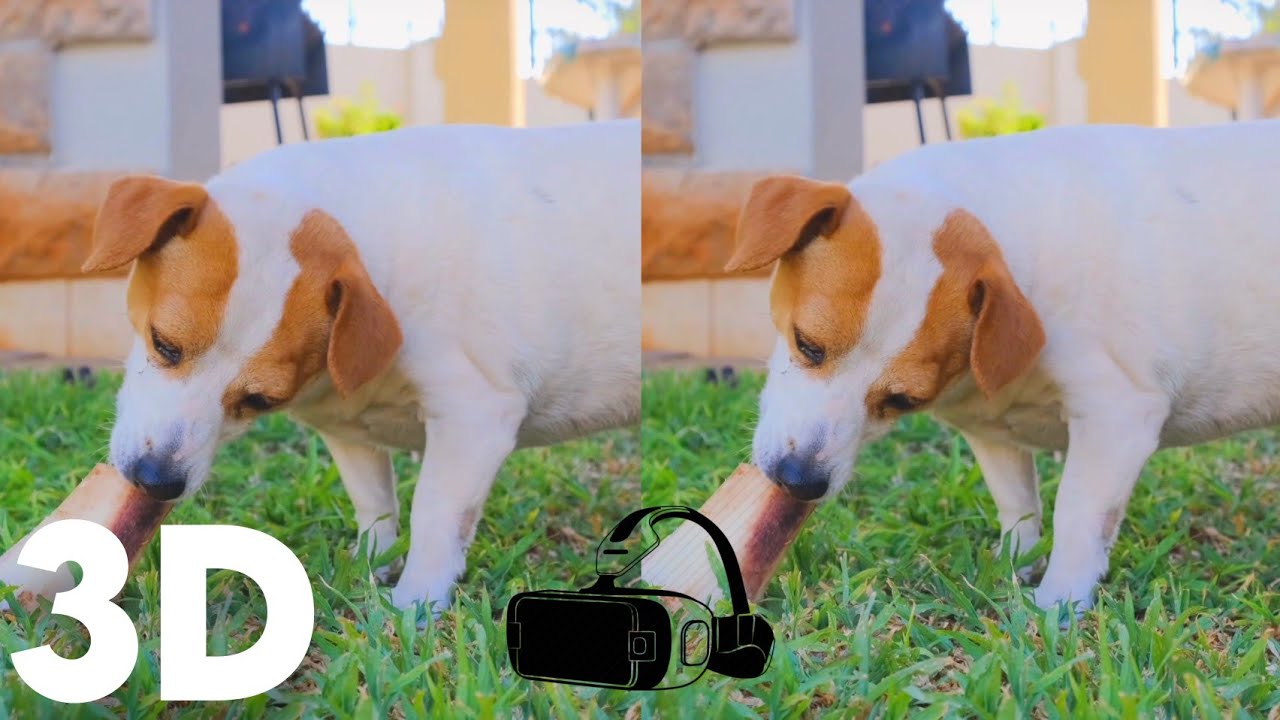 3D SBS Animals | Wildlife and Pets | VR Side by Side (Virtual reality ...