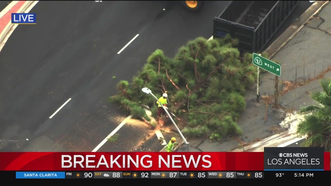 Winds Knock Down Tree In Cerritos YouTube winds-knock-down-tree-in-cerritos-youtube