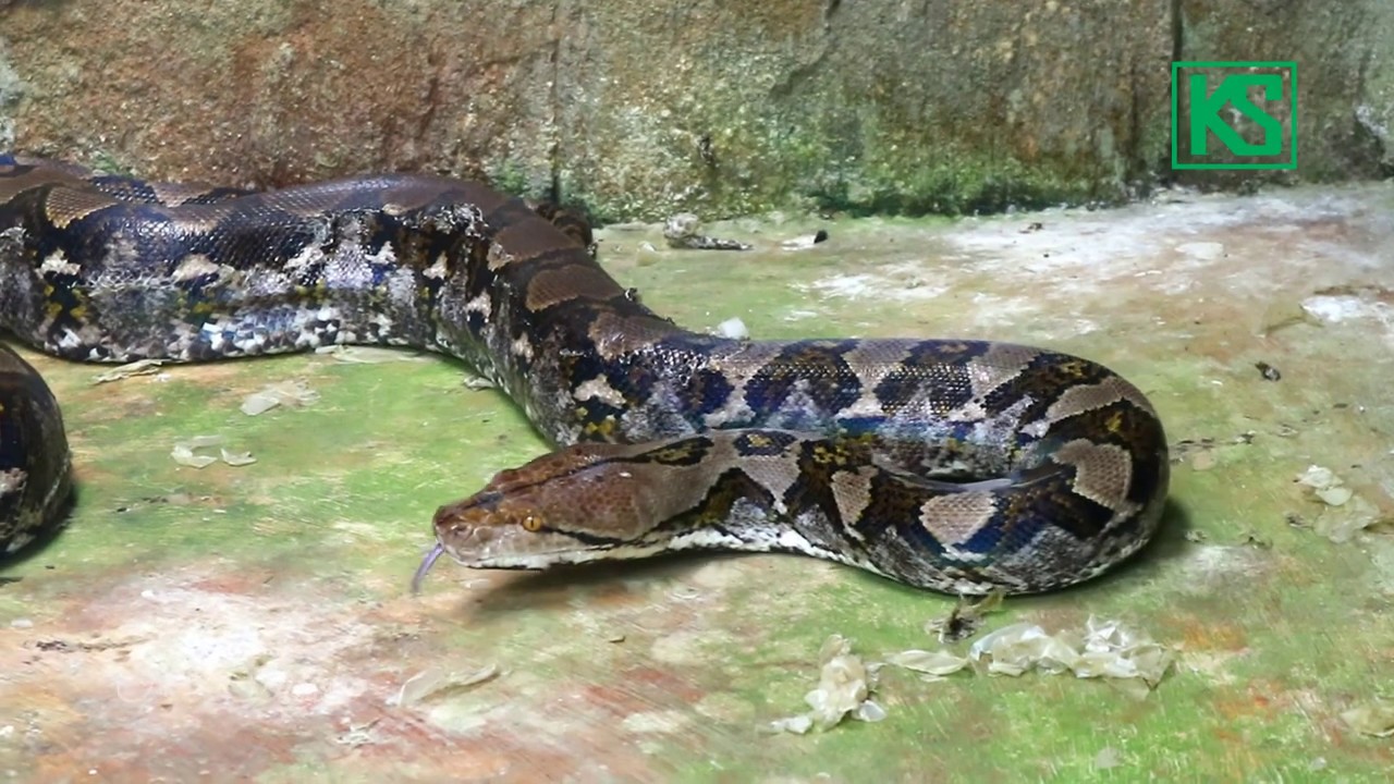 Ular Python Raksasa Saat ngelungsungi alias Ganti Kulit - YouTube
