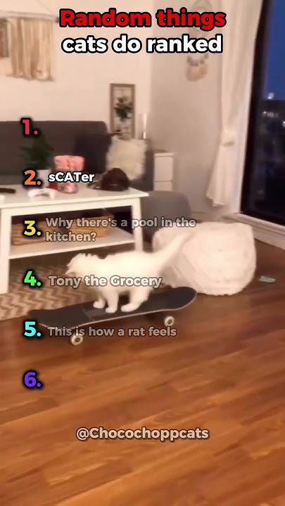 random cats videos ranked - YouTube