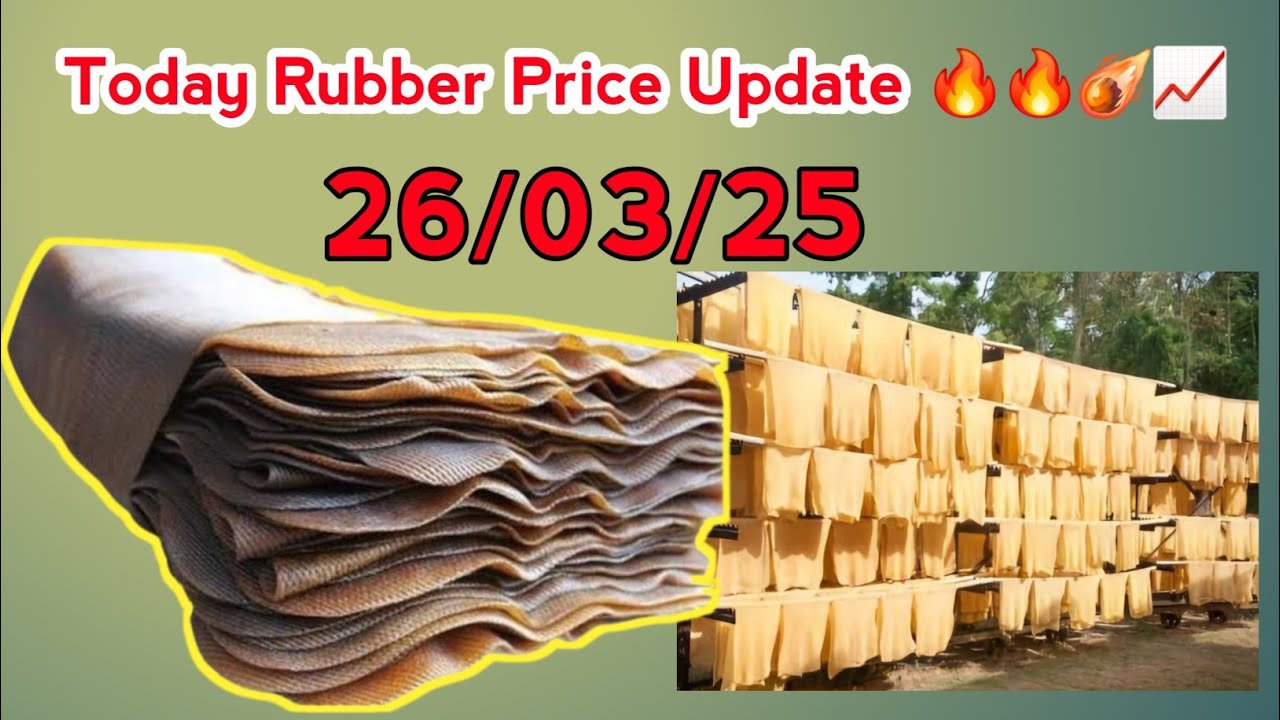 Rubber Sheet Price In Tripura | today tripura rubber price - 26/03/25 ...