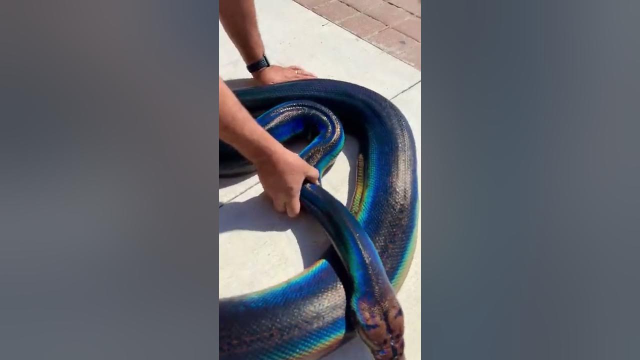 Rainbow Snake! My Love! 🌈 🐍 - YouTube
