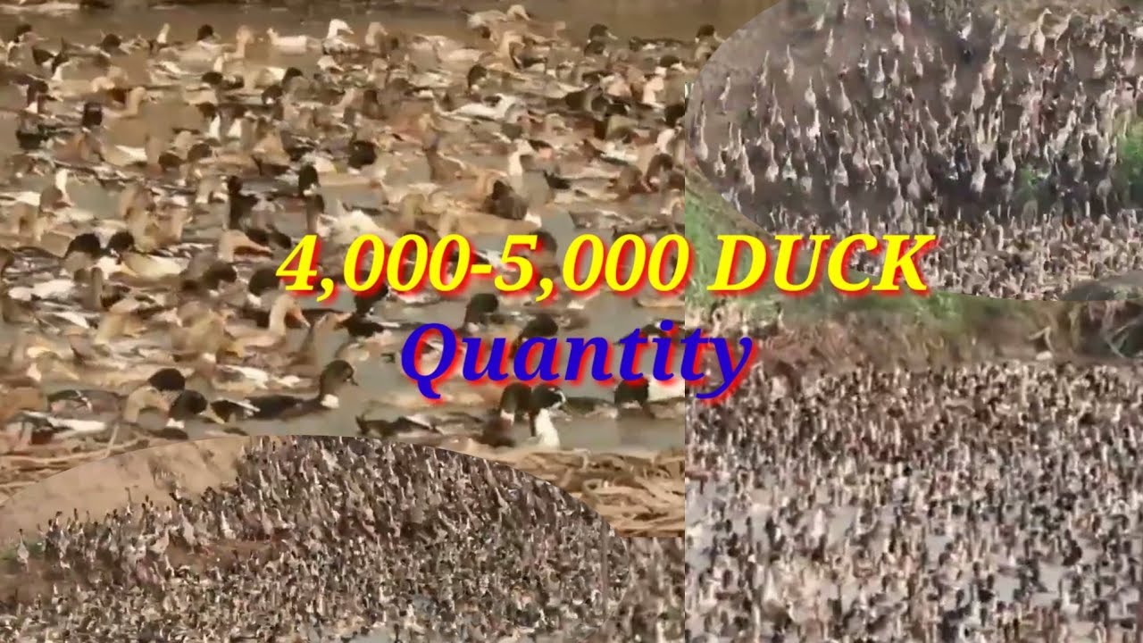 4,000-5,000 duck quantity - YouTube