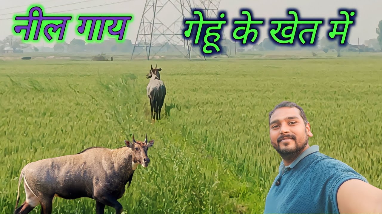 Neel gaya gehu ke khet me, Neel gaya, Gehu ke khet me Neel gaya, - YouTube