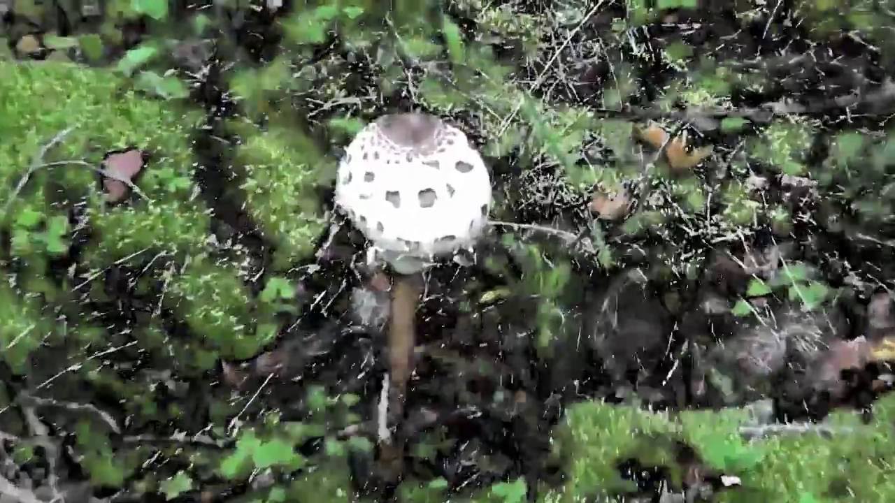 skėtinė žvynabudė - YouTube