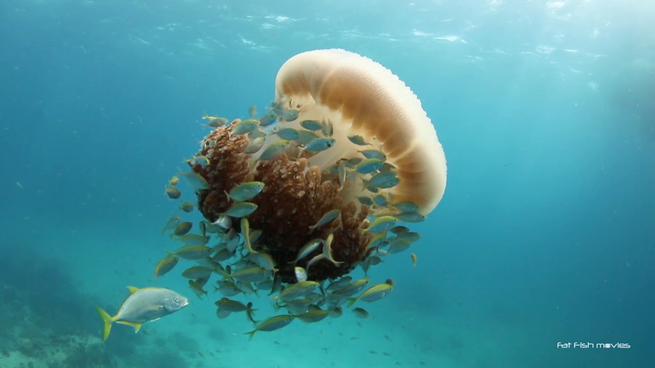 Giant Jellyfish - YouTube